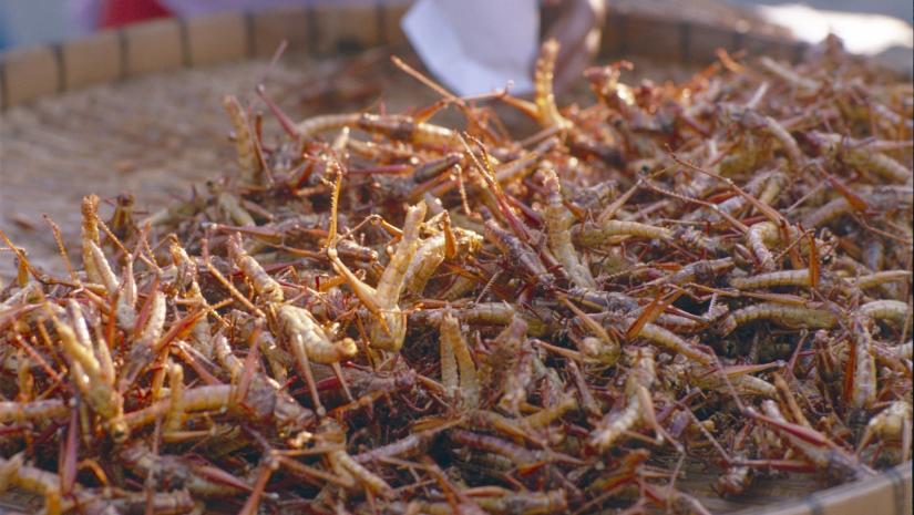 Are Insects Safe to Eat?